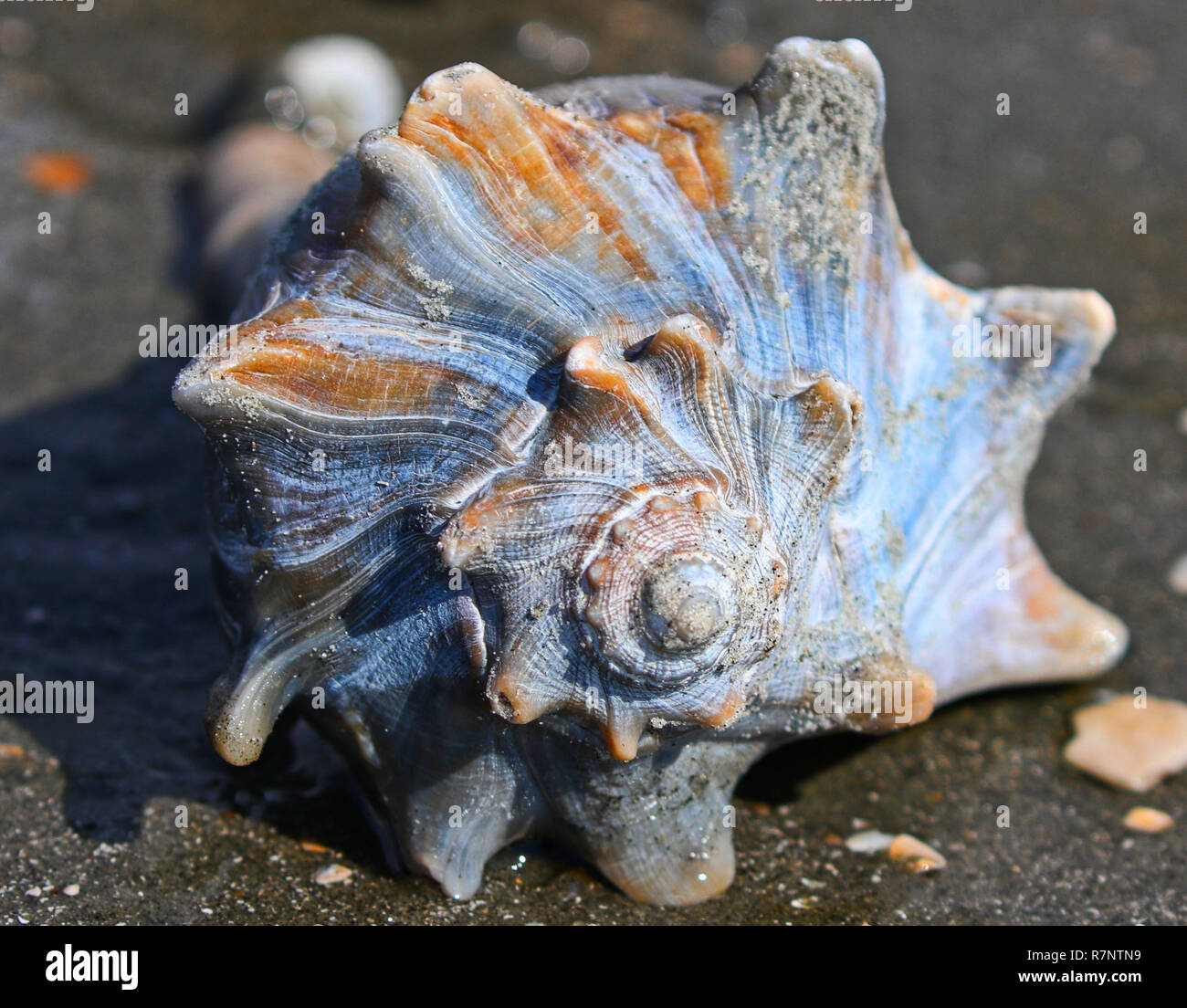 Bull island south carolina hi-res stock photography and images - Alamy