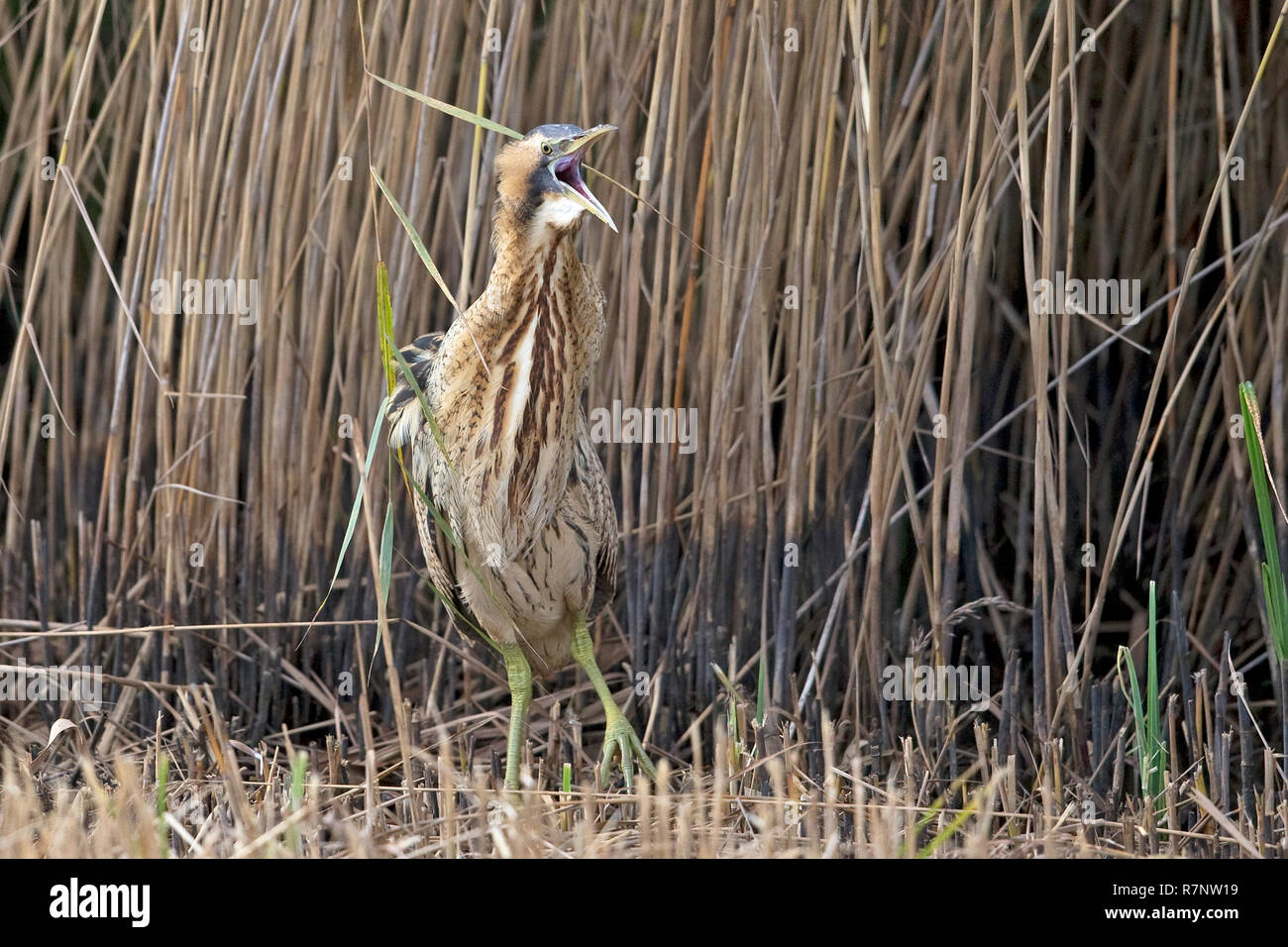 Bittern (Botaurus stellaris Stock Photo - Alamy