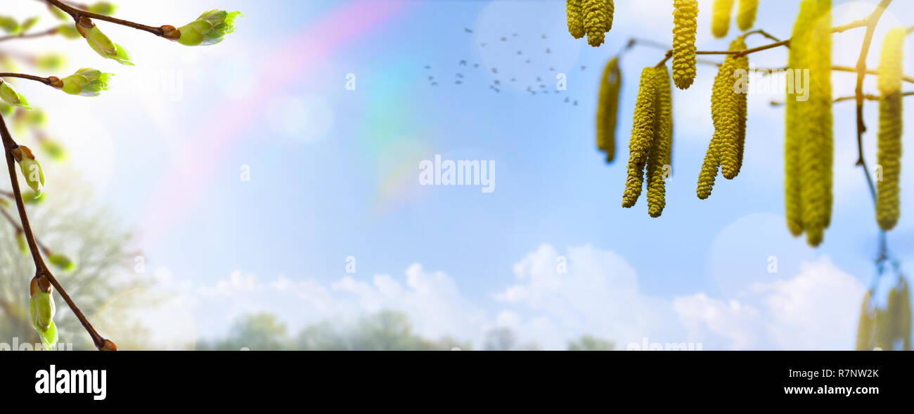 Spring flowers with blue sky background hi-res stock photography and ...