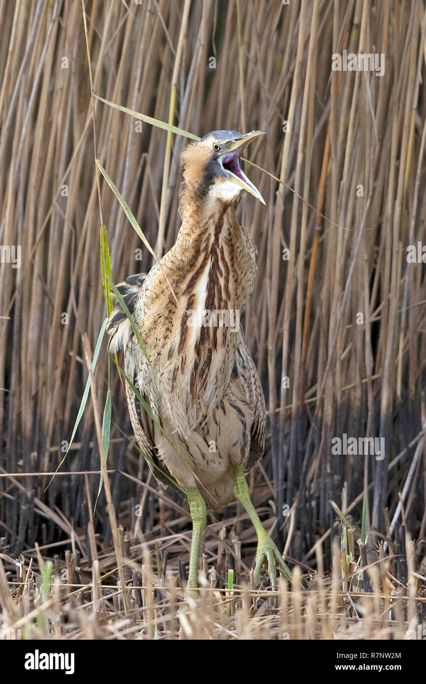 Bittern (Botaurus stellaris Stock Photo - Alamy