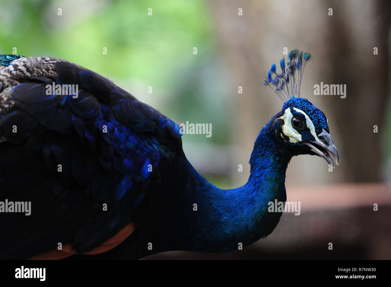 Peaking over shoulder hi-res stock photography and images - Alamy
