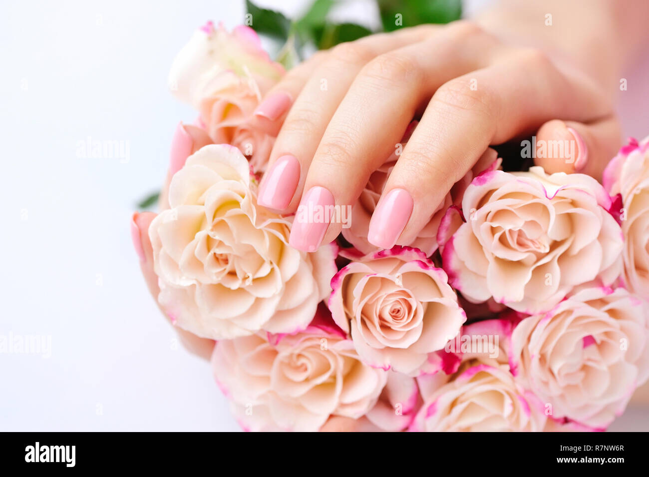 Hands of a woman with pink roses against white background Stock Photo ...