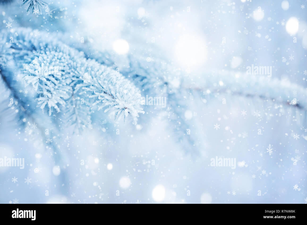 The branches of spruce covered with hoar frost close-up. Winter ...