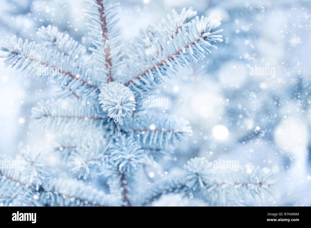 The branches of spruce covered with hoar frost close-up. Winter ...