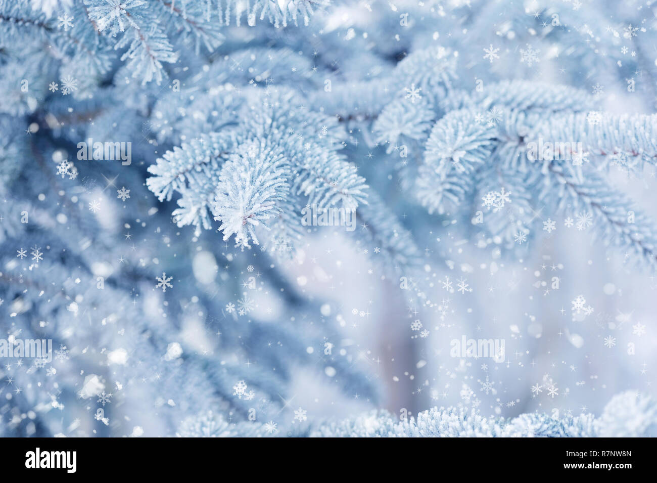 The branches of spruce covered with hoar frost close-up. Winter ...