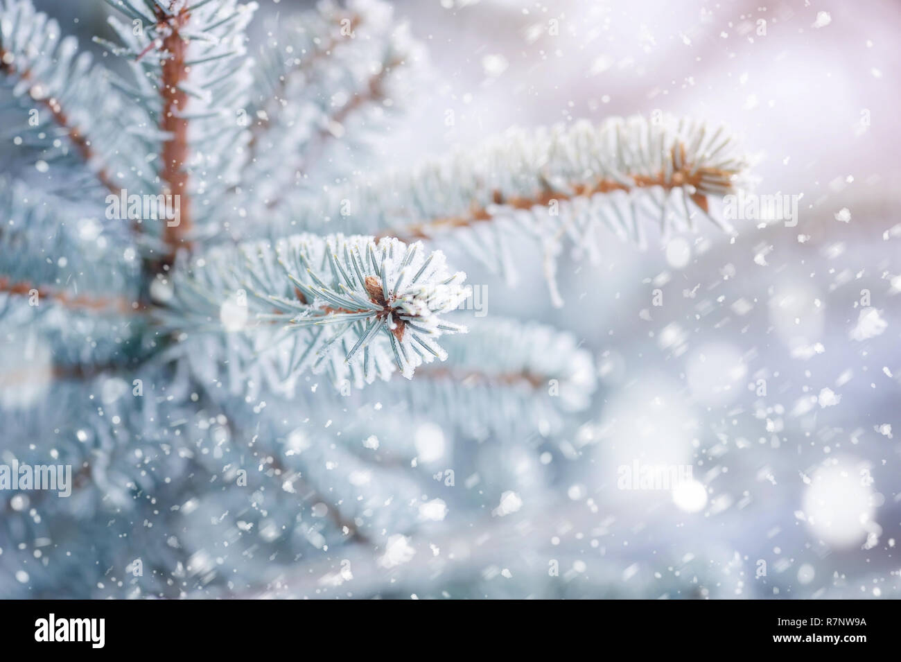 The branches of spruce covered with hoar frost close-up. Winter ...