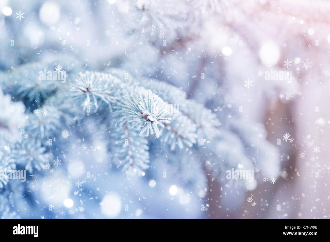 The branches of spruce covered with hoar frost close-up. Winter ...