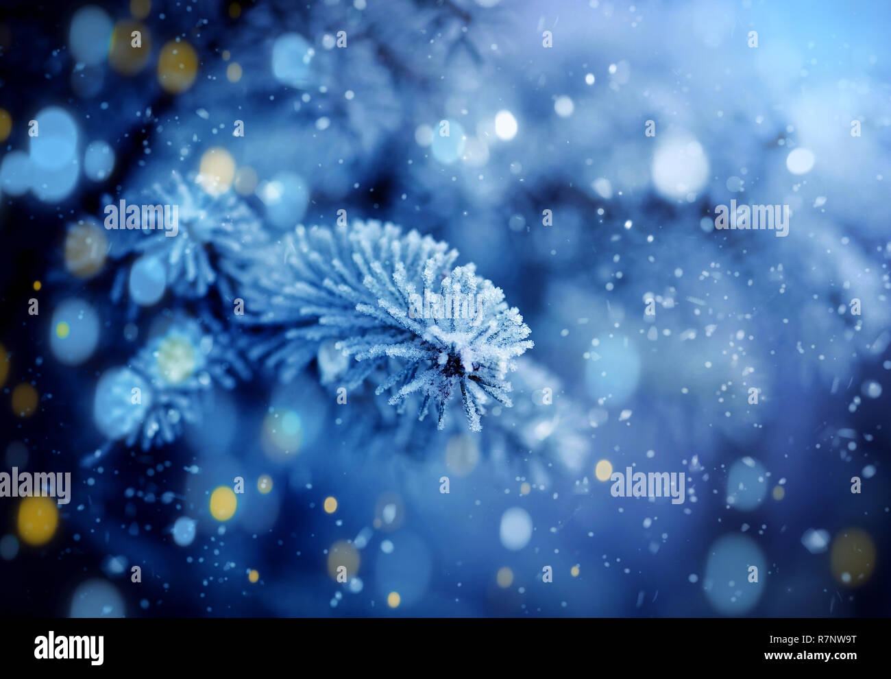 The branches of spruce covered with hoar frost close-up. Winter ...