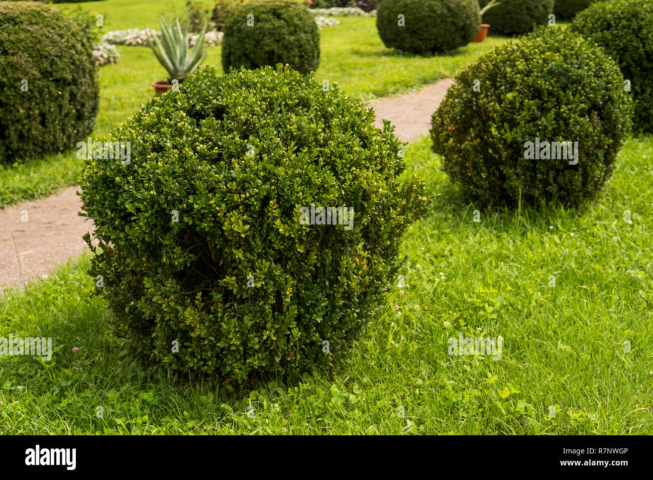 Park with shrubs and green lawns, landscape design Stock Photo - Alamy