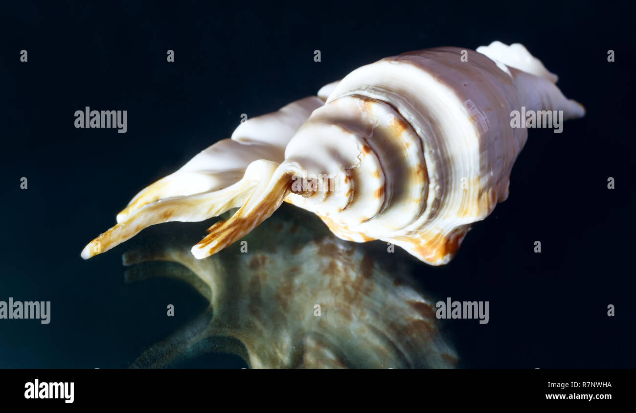 On the dark backdrop of the beautiful sea shell fancy shape Stock Photo ...