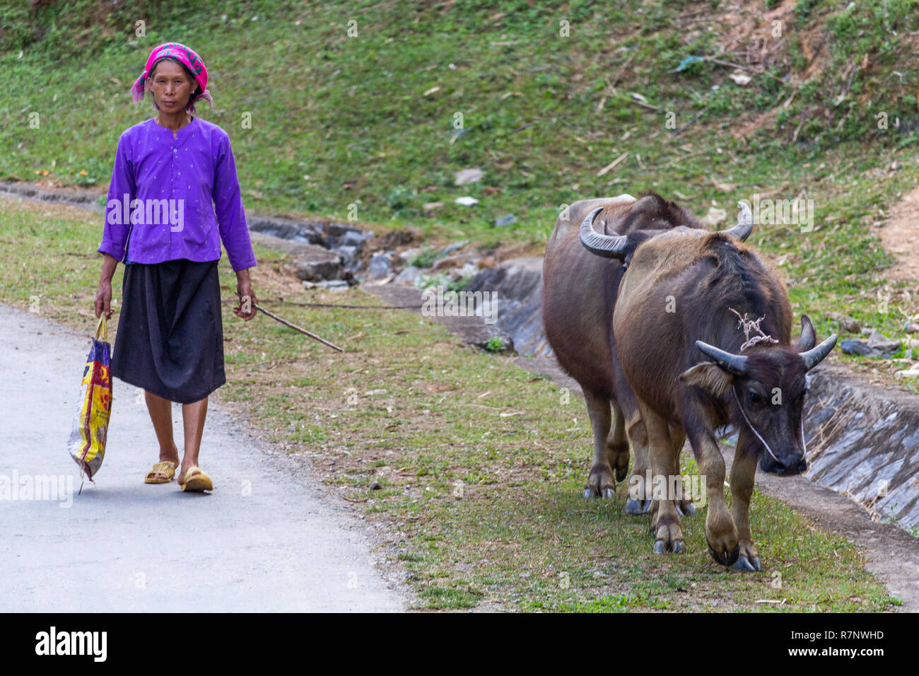 Vietnamese cows hi-res stock photography and images - Alamy