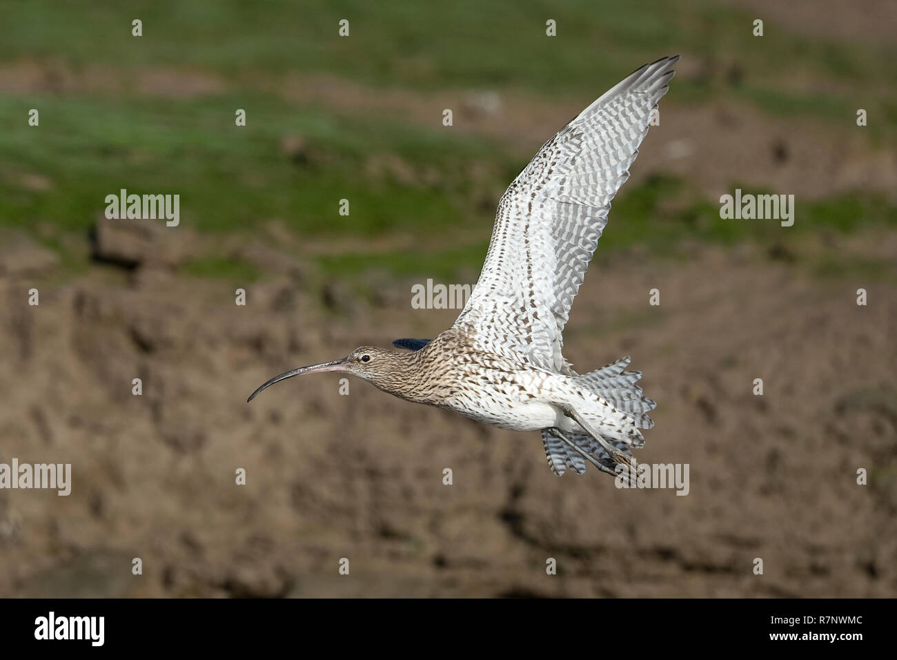 Curlew (Numenius arquata Stock Photo - Alamy