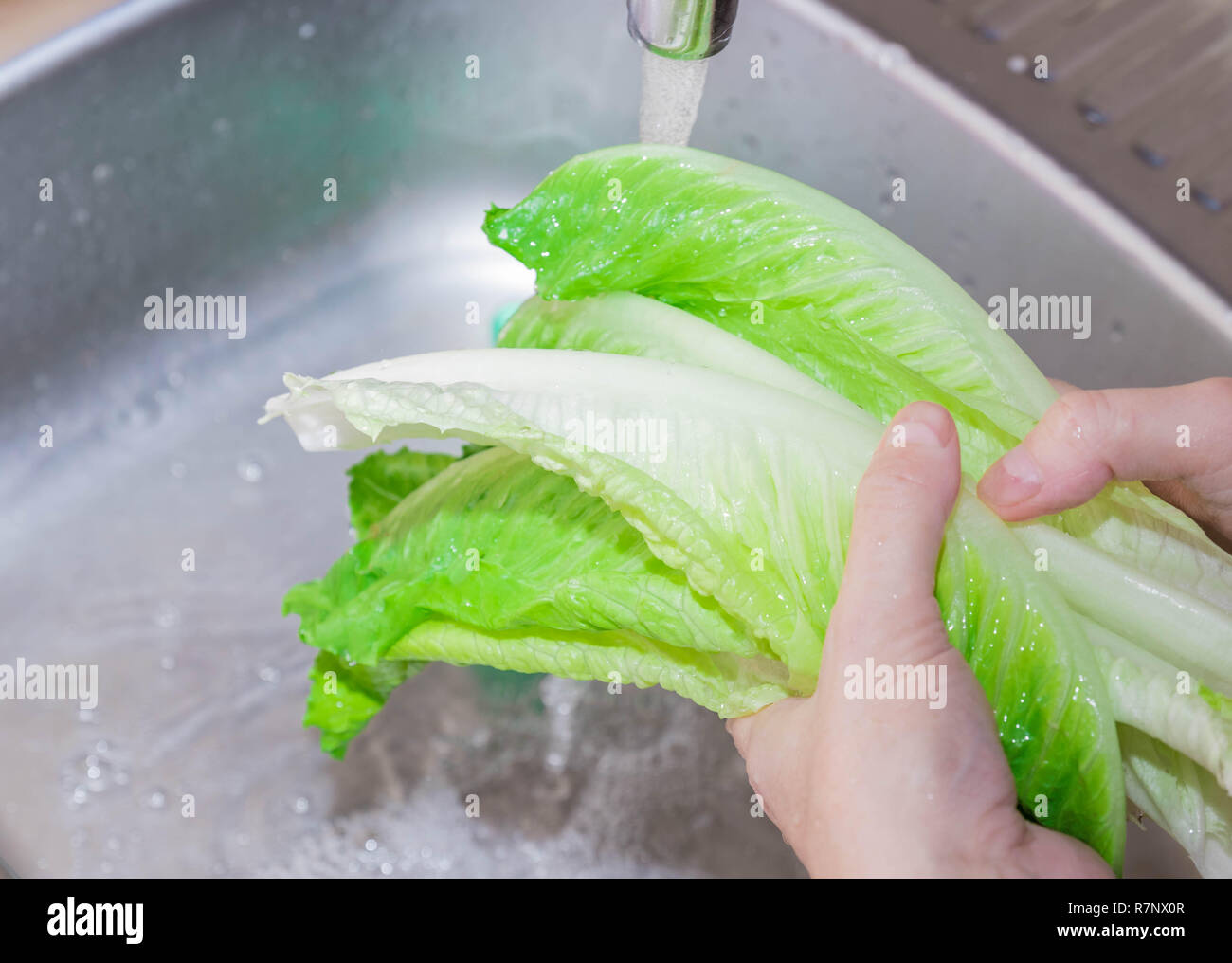 Closeup woman hands wash fresh vegetables, green leaves of lettuce in ...