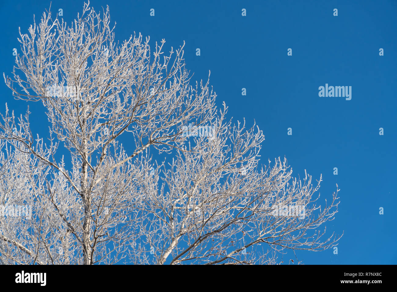 Branch in hoarfrost on background blue sky Stock Photo - Alamy