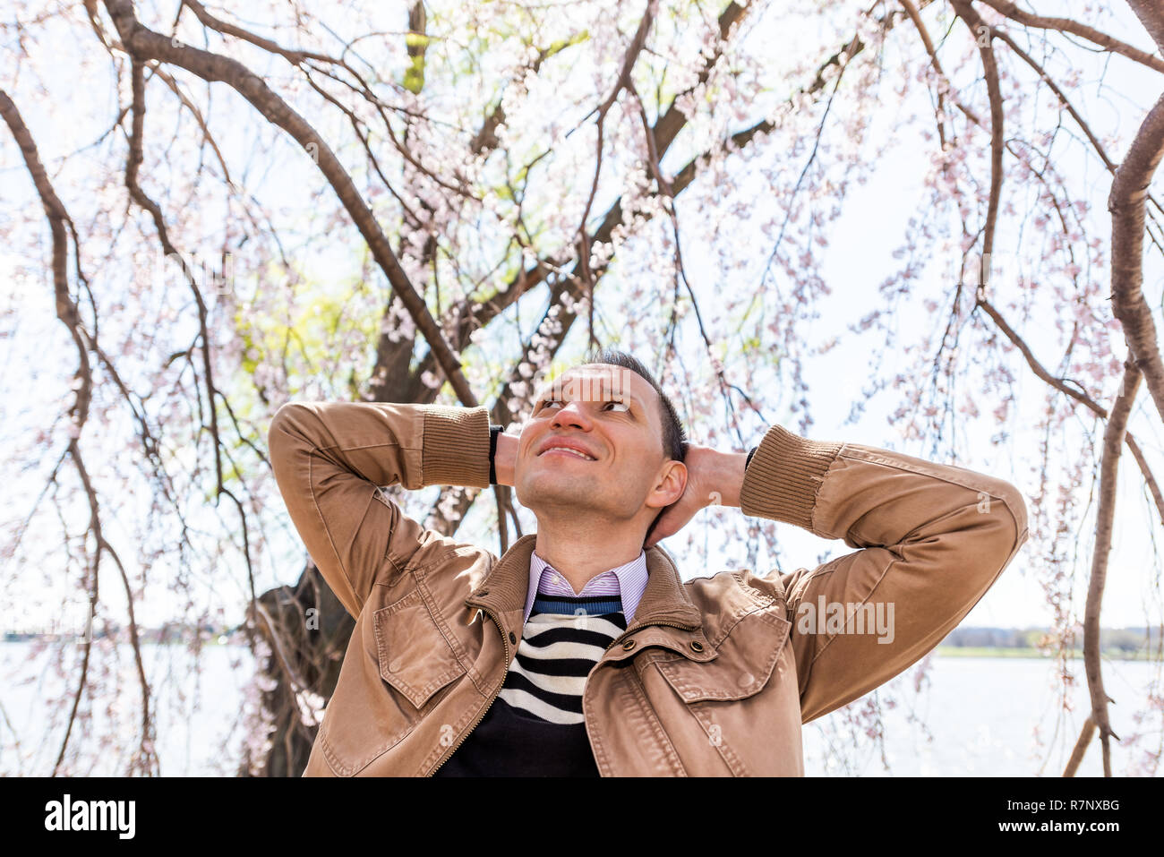 One man smiling by cherry blossom sakura tree branch in spring looking ...