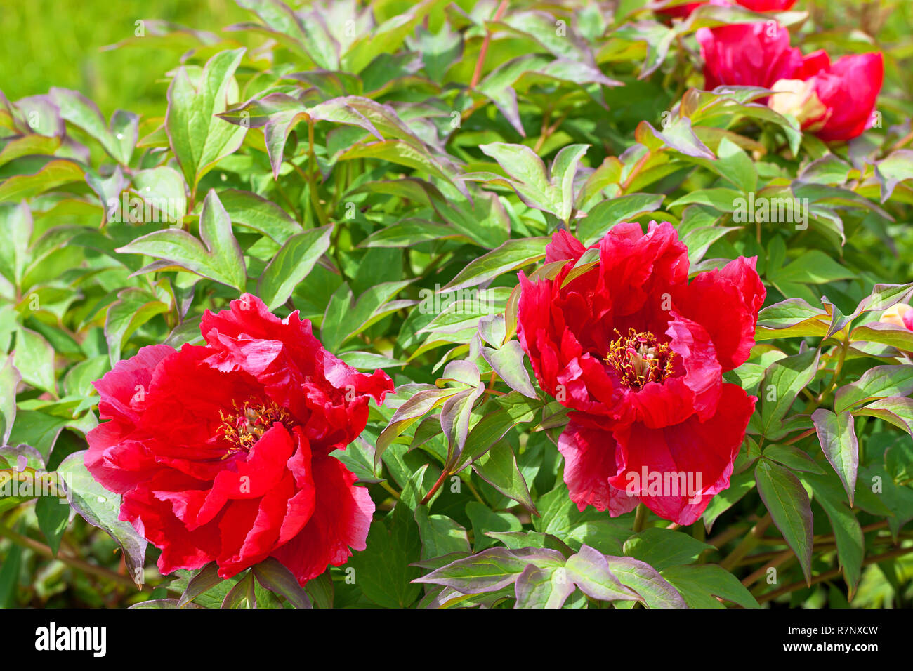 Red peonies in flowerbed hi-res stock photography and images - Alamy