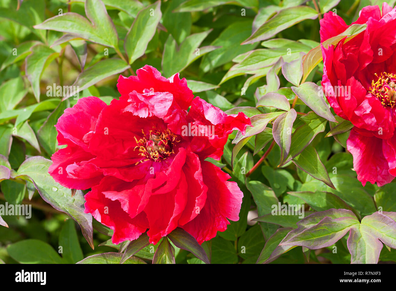 beautiful red peonies flowering on a bush in garden Stock Photo - Alamy