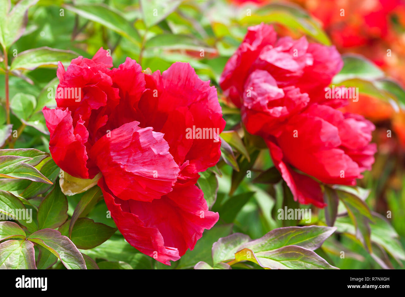 beautiful red peonies flowering on a bush in garden Stock Photo - Alamy