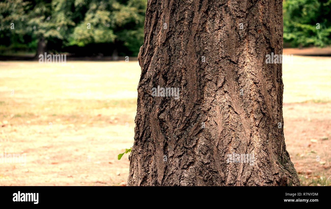 Ginkgo biloba tree trunk hi-res stock photography and images - Alamy