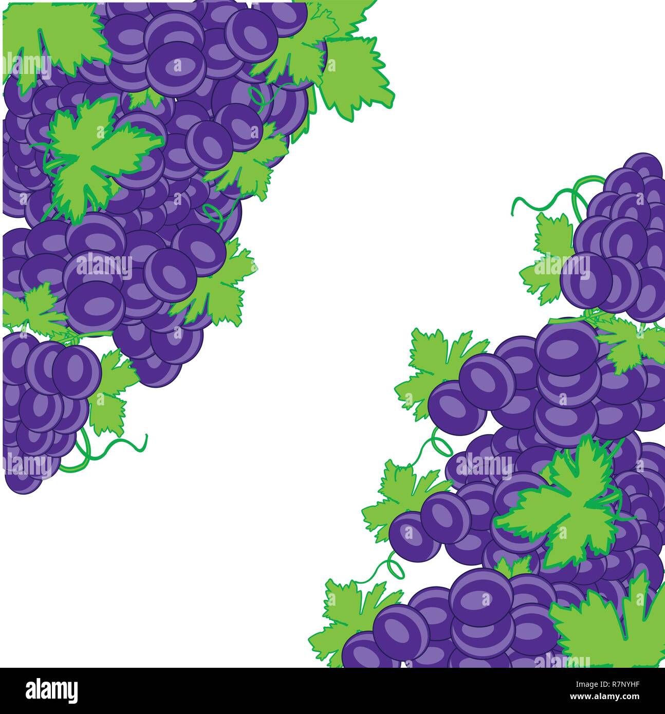 Decorative background from ripe grape on white Stock Vector Image & Art ...