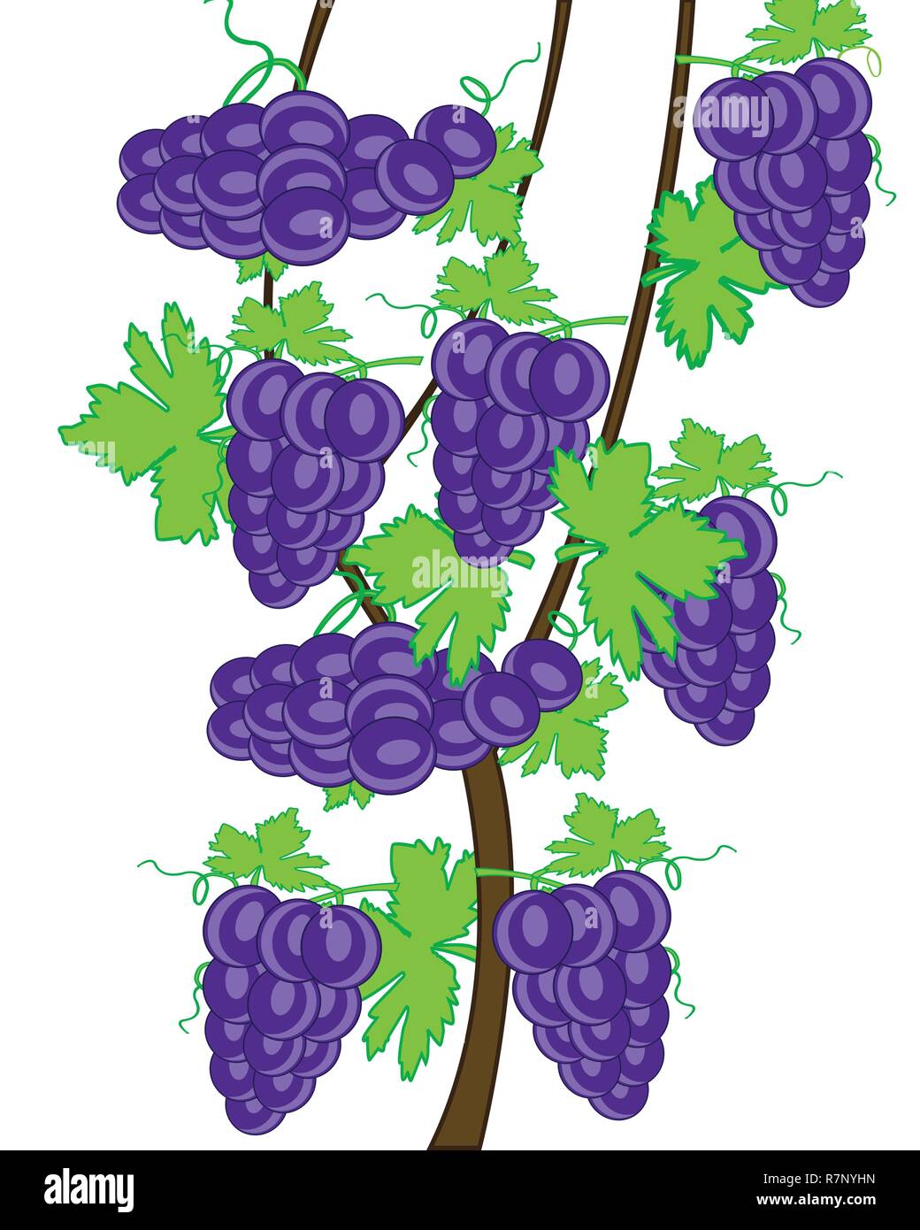 Grapevine on white background is insulated.Vector illustration Stock ...