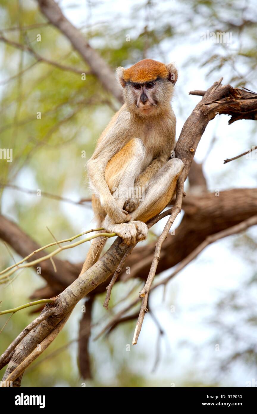 Senegal wildlife hi-res stock photography and images - Alamy