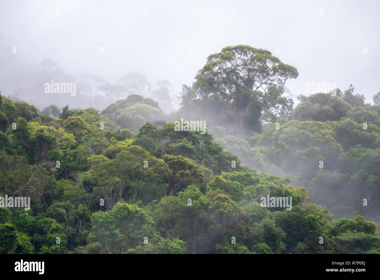 Atlantic rainforest biome hi-res stock photography and images - Alamy