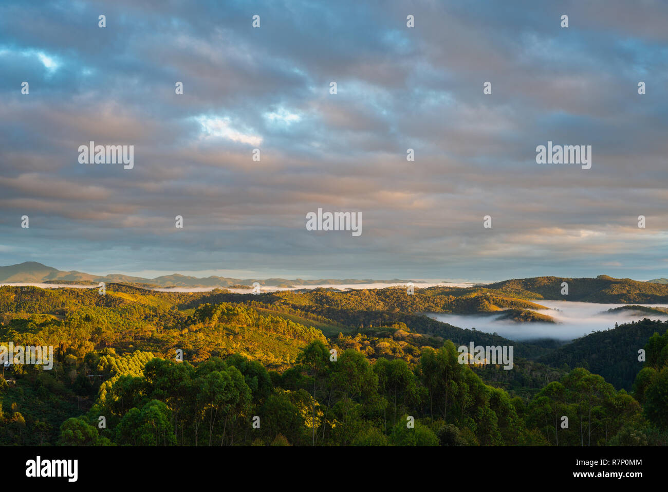 Atlantic rainforest biome hi-res stock photography and images - Alamy