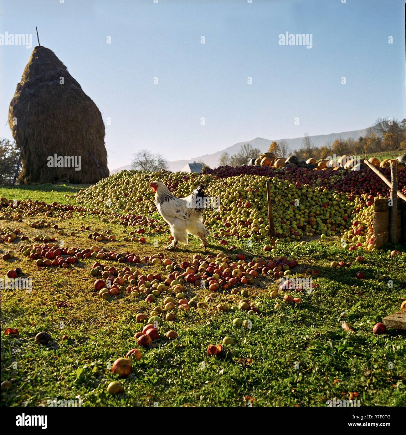 Maramures food hi-res stock photography and images - Alamy