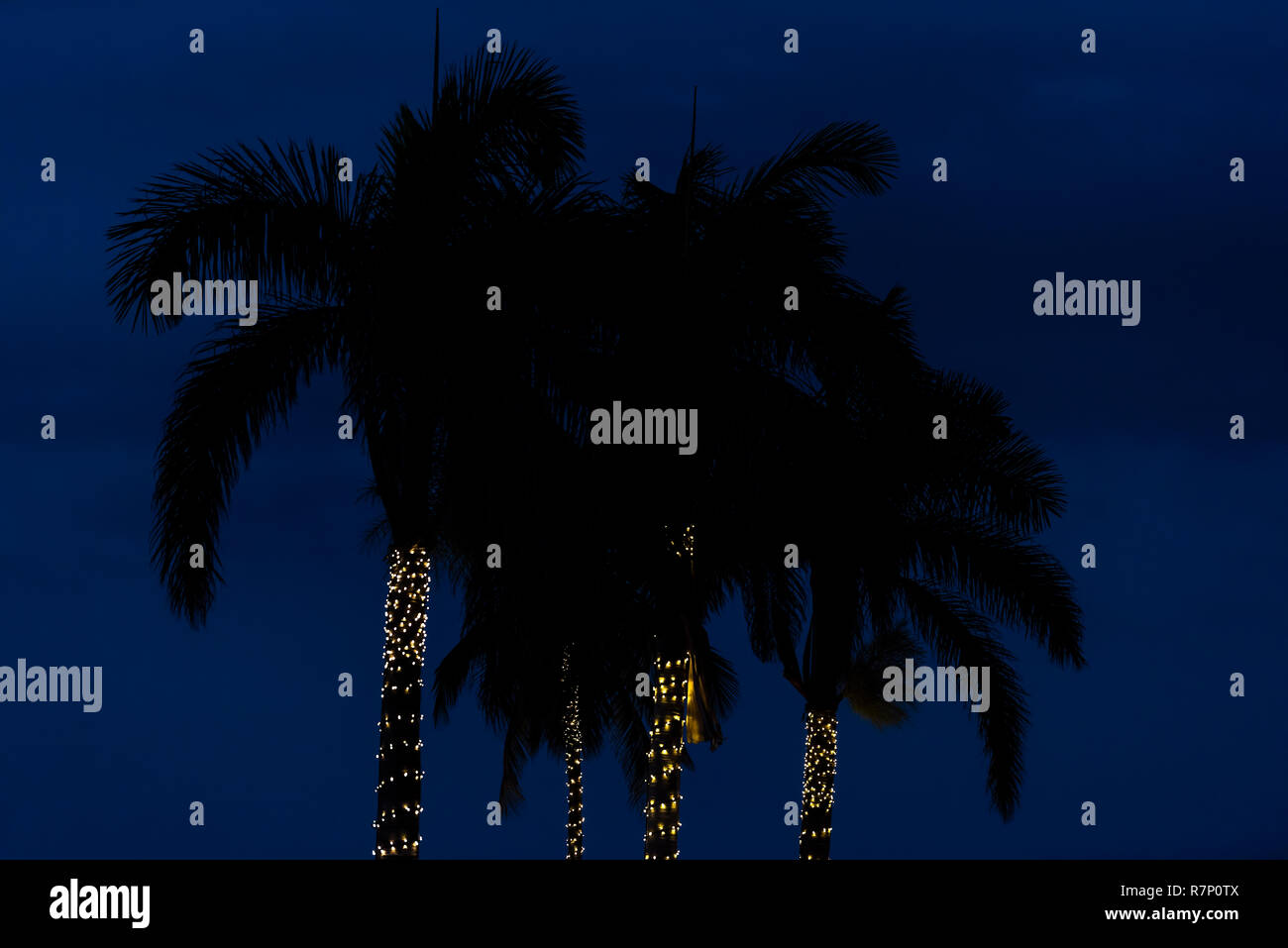 Naples, USA Illuminated holiday Christmas lights on palm trees on ...