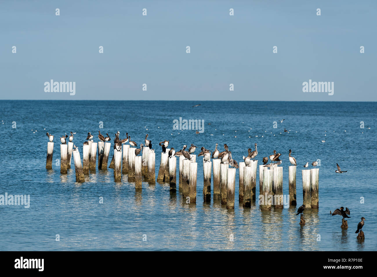 Pelicans on pilings hi-res stock photography and images - Alamy