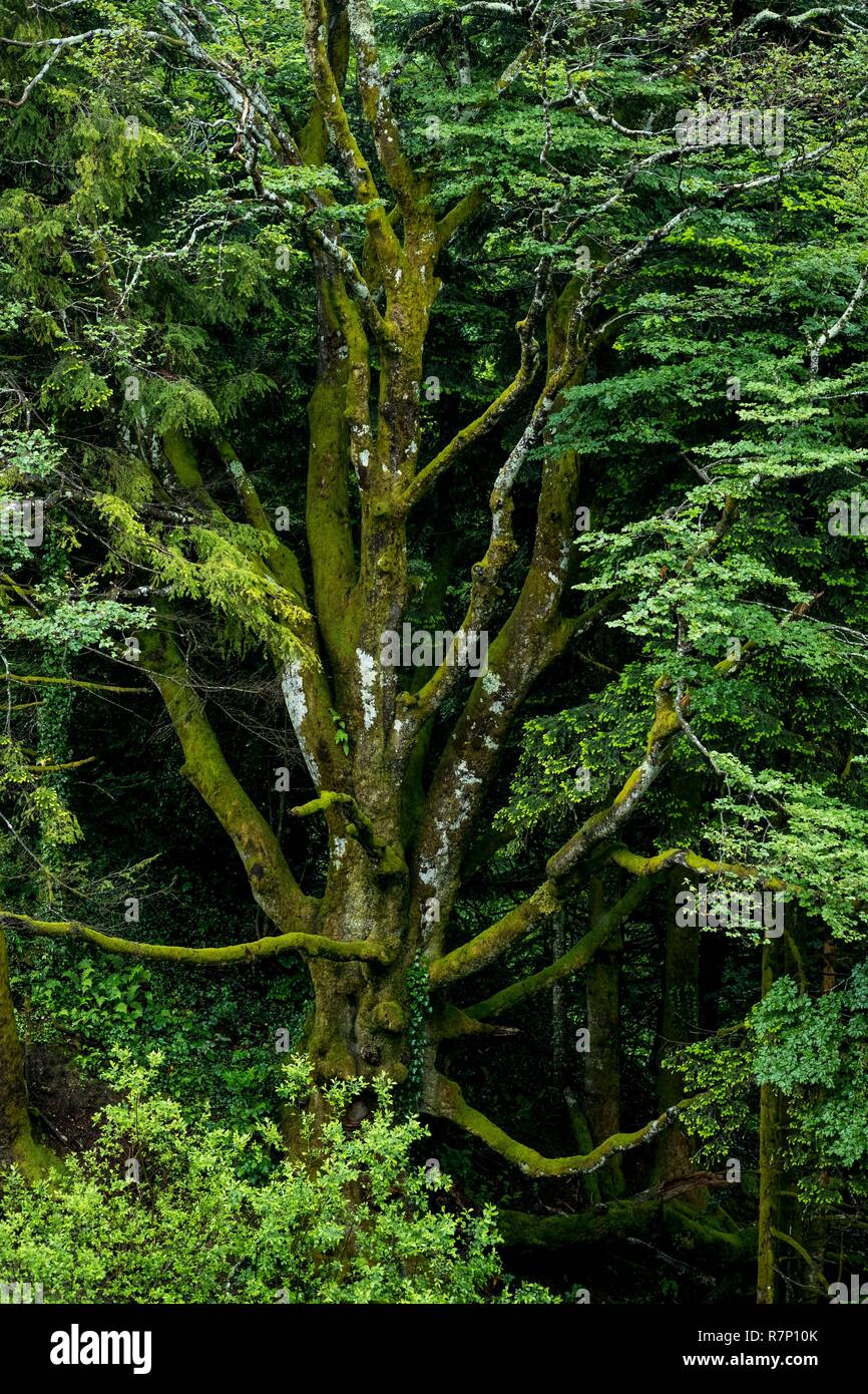 Pass the tree hi-res stock photography and images - Alamy