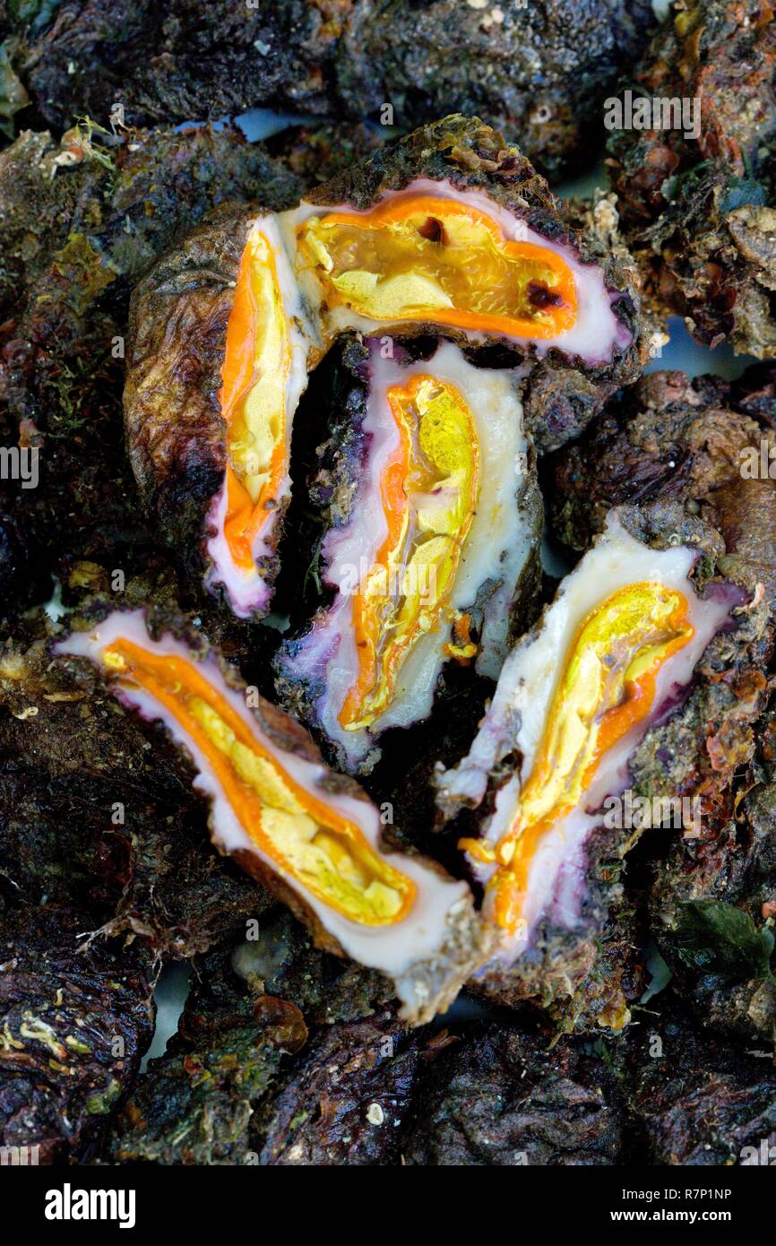 Sea fig hi-res stock photography and images - Alamy