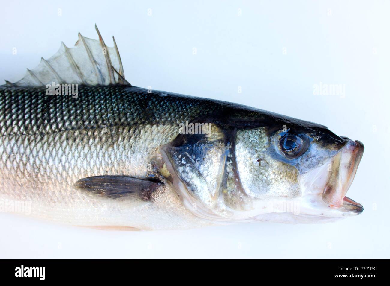 European seabass hi-res stock photography and images - Alamy