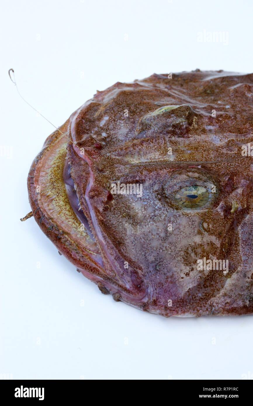 Monkfish sea hi-res stock photography and images - Alamy