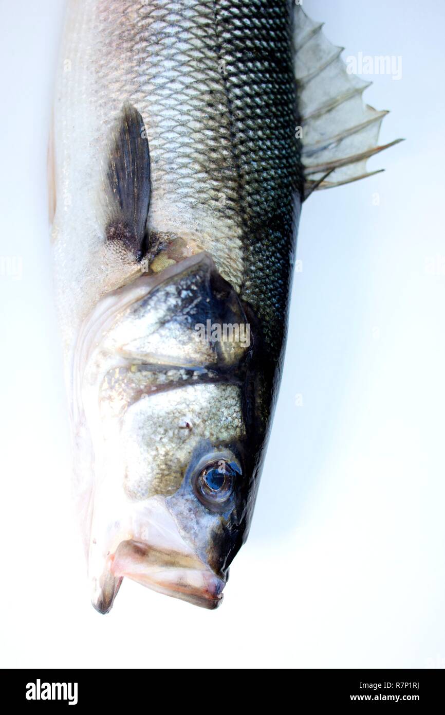 European bass hi-res stock photography and images - Alamy