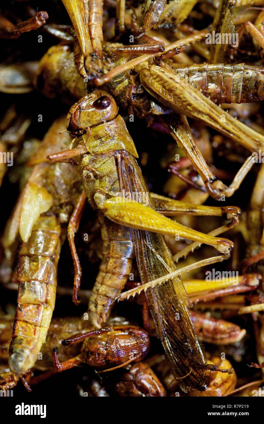 Insect cuisine thailand hi-res stock photography and images - Alamy
