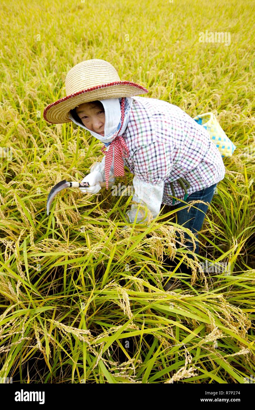 Japan, Honshu island, Chubu region, rice field work in Takayama region ...
