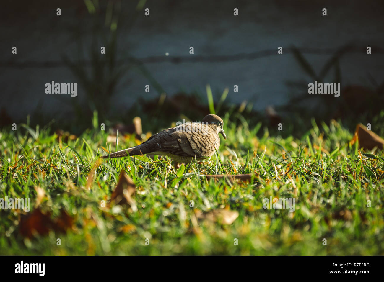 Zebra dove hi-res stock photography and images - Alamy