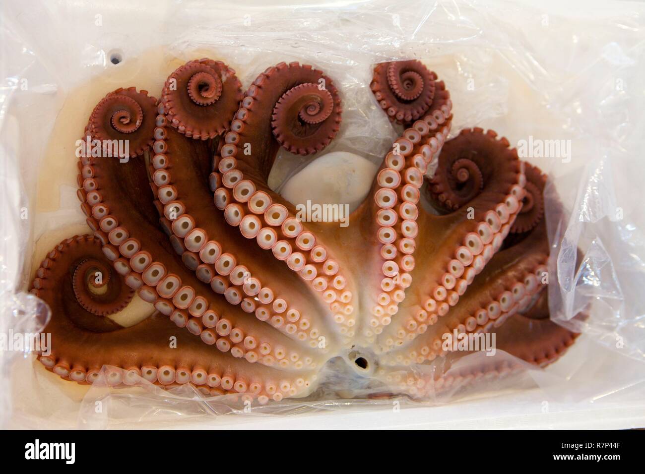 Octopus at market hi-res stock photography and images - Alamy