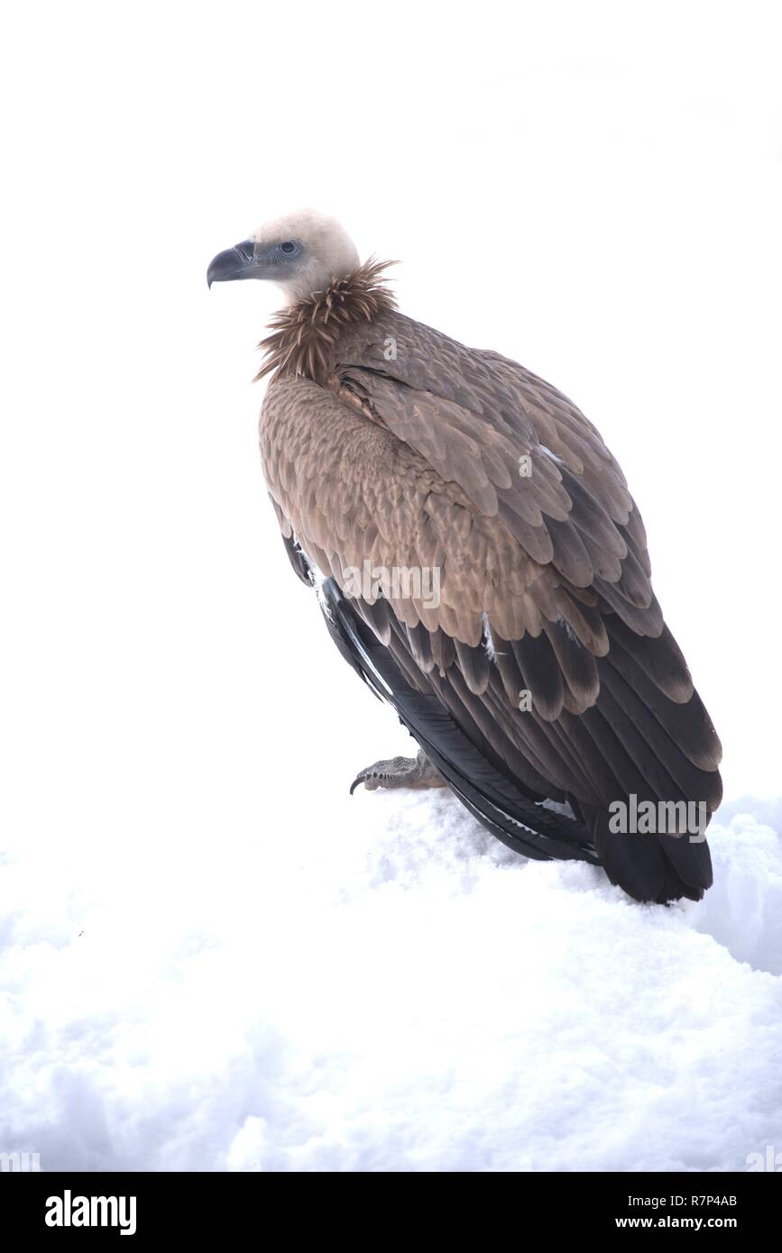 Pyrenees, Griffon vulture in the snow (Gyps fulvus Stock Photo - Alamy