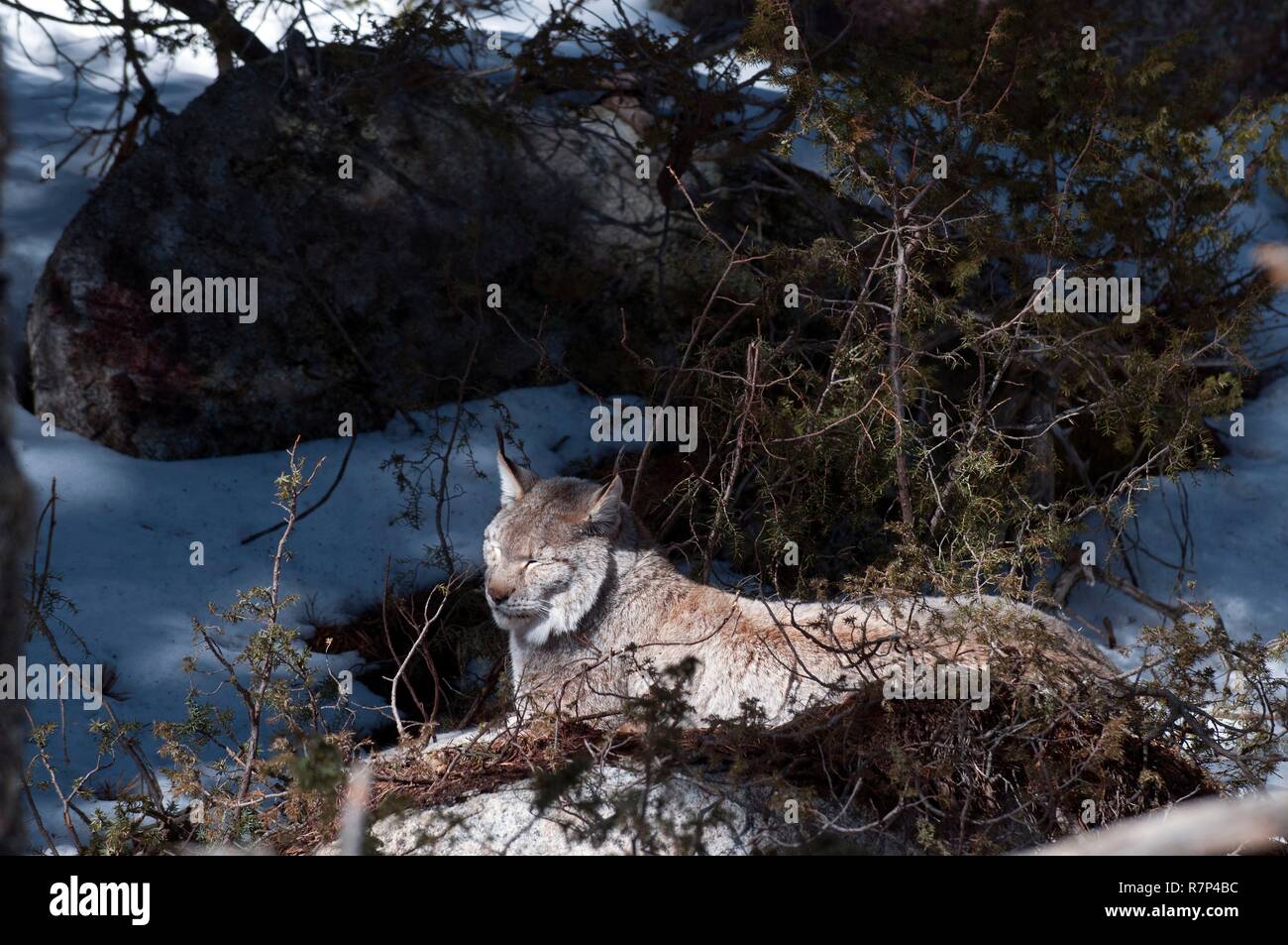 France, Eurasian Lynx sleeping in the snow (Lynx lynx Stock Photo - Alamy