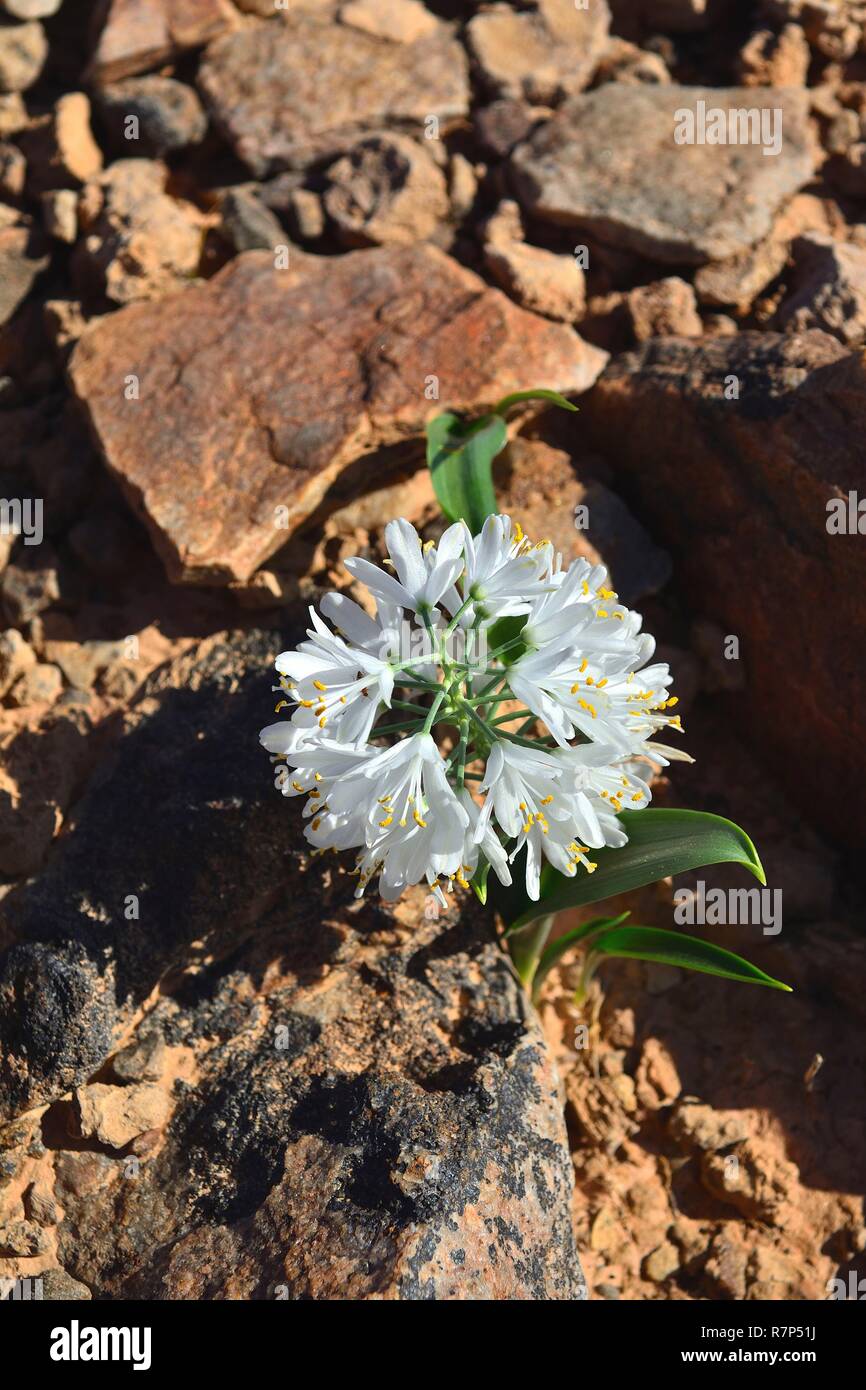 Namibia national flower hi-res stock photography and images - Alamy