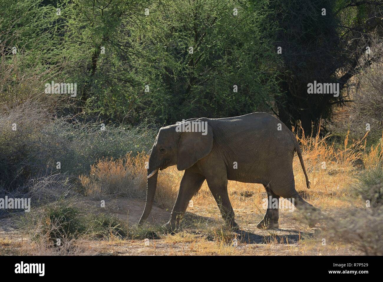 Namibia, Damaraland, desert elephant Stock Photo - Alamy