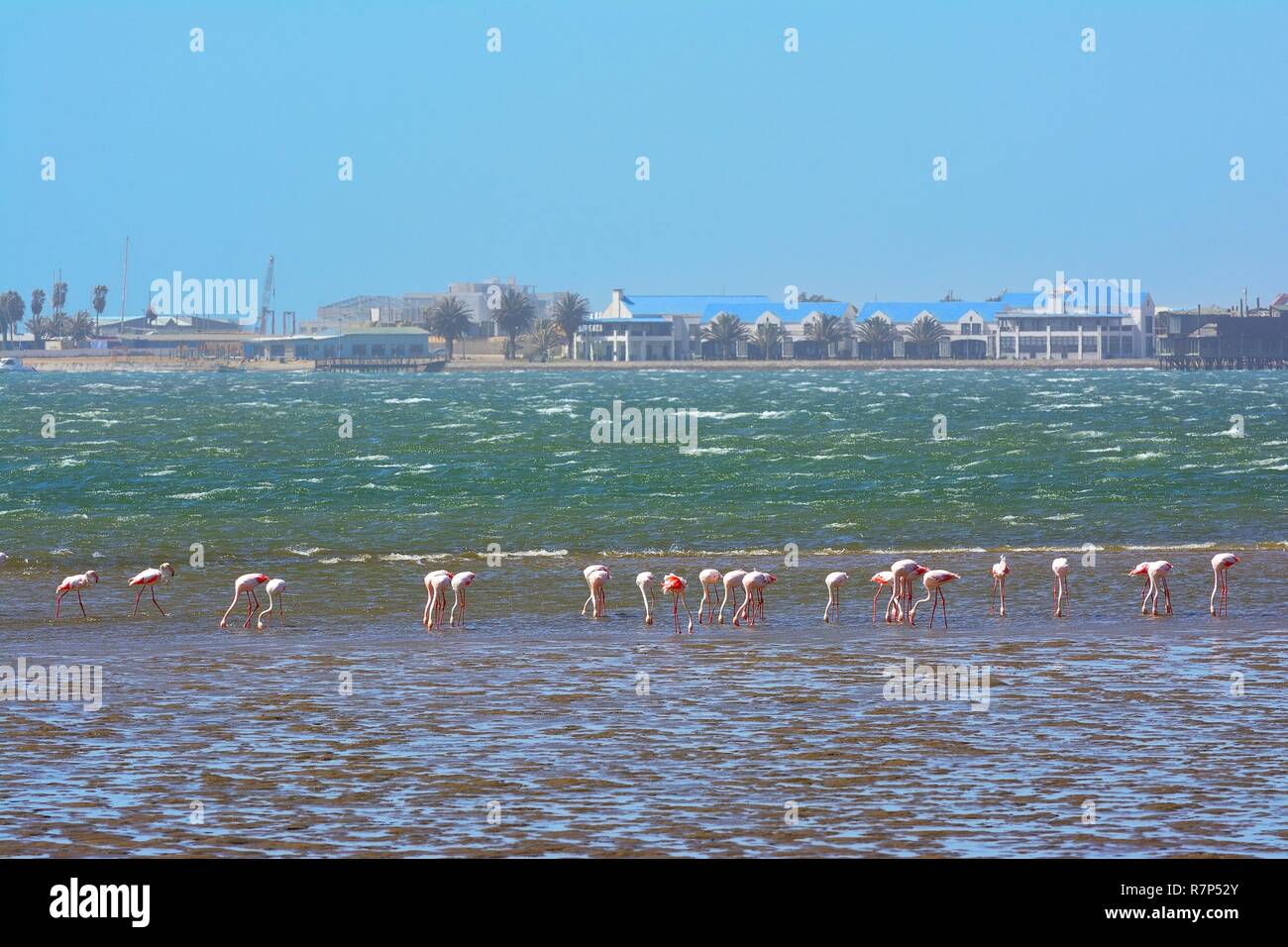 Namibia, Walvis Bay, flamingos Stock Photo - Alamy