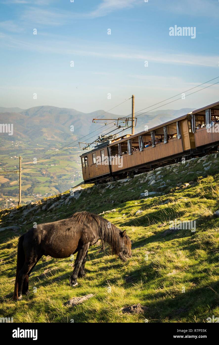 France, Pyrenees Atlantiques, Basque country, Ascain, Pottocks, pony ...