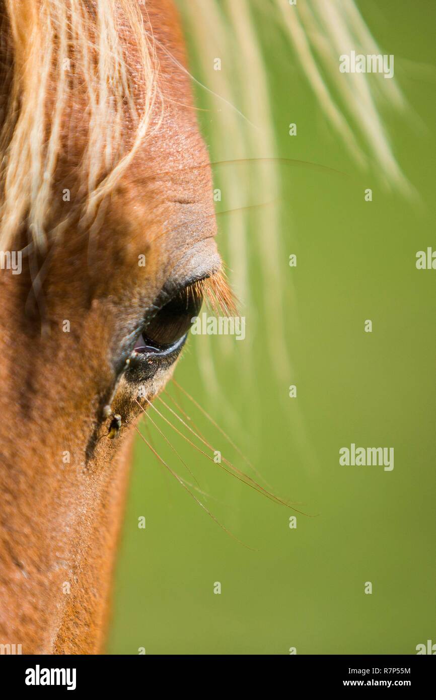 France, Pyrenees Atlantiques, Basque country, Macaye, pottocks, pony ...
