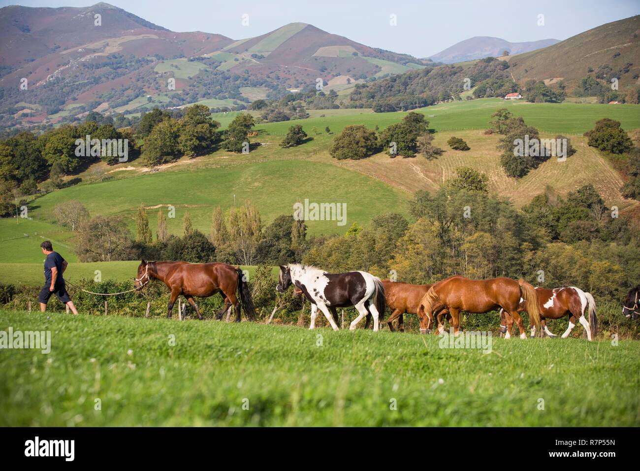 Pyrenees breed hi-res stock photography and images - Alamy