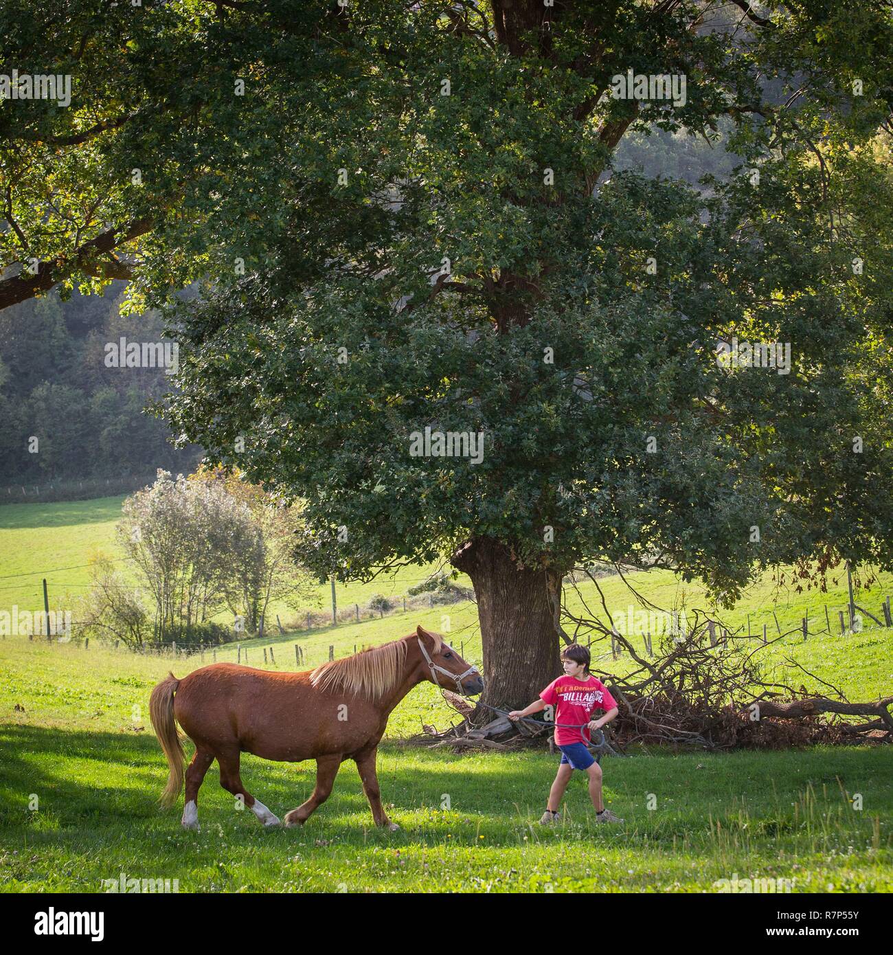France, Pyrenees Atlantiques, Basque country, Macaye, pottocks, pony ...