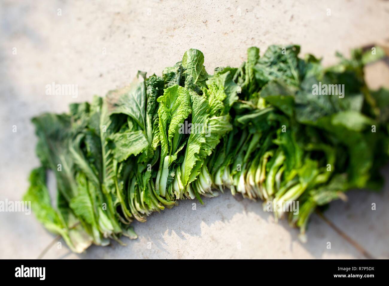 China, Beijing, cabbage prepared for drying Stock Photo - Alamy